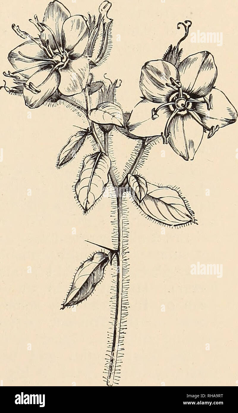 Matted roots hi-res stock photography and images - Alamy