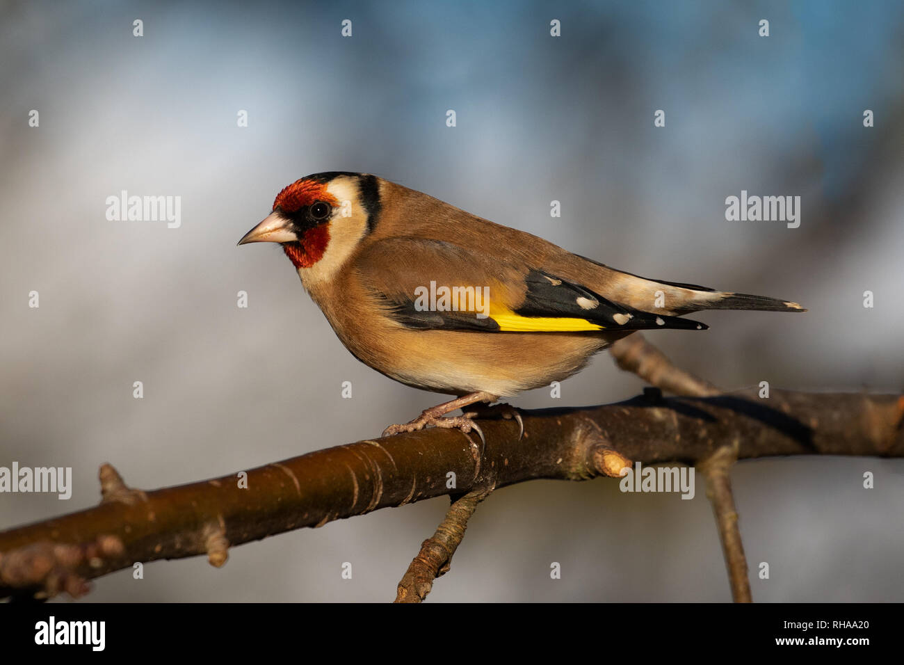 Goldfinch red face hi-res stock photography and images - Alamy