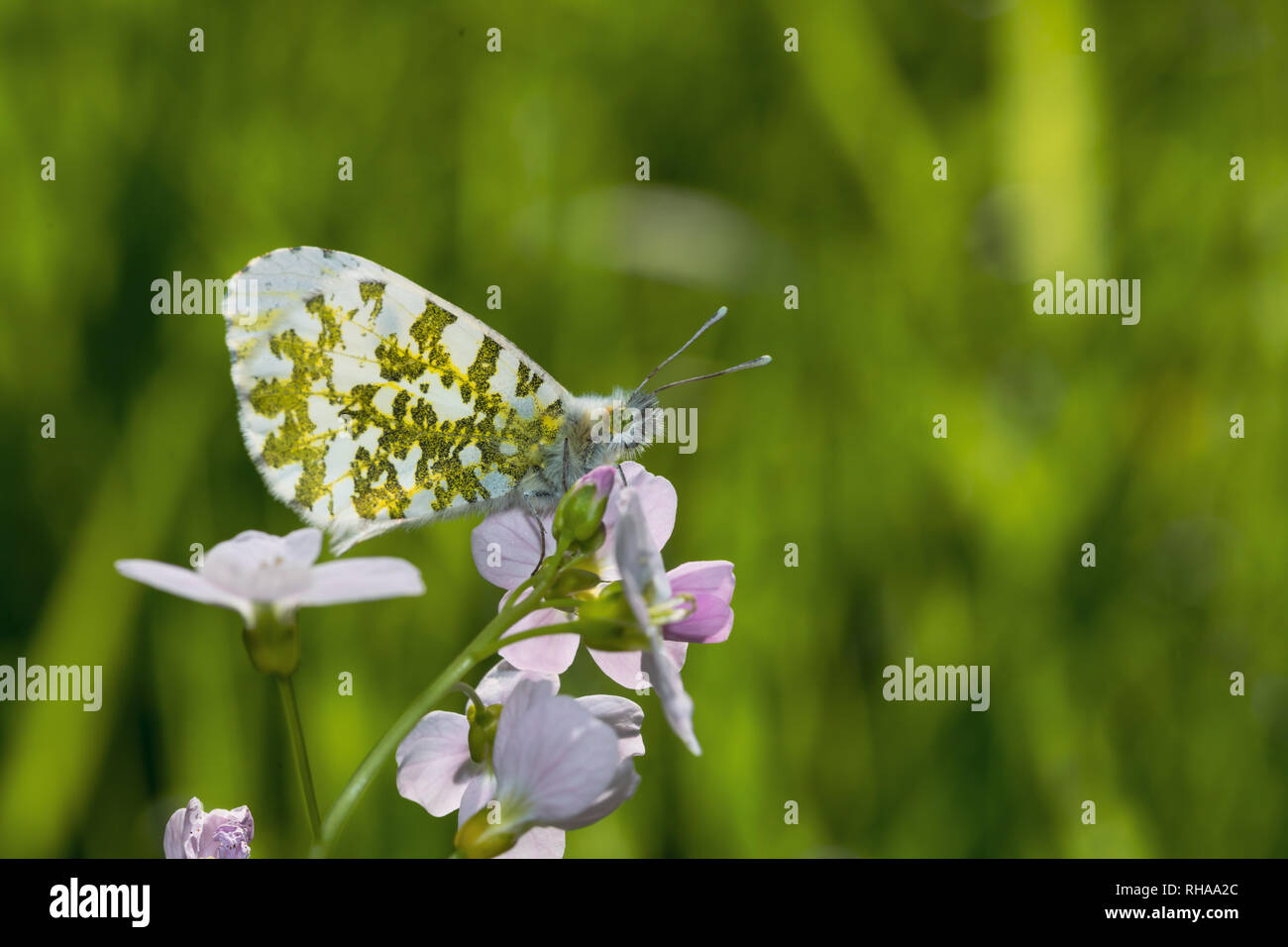 Lady's smock flower hi-res stock photography and images - Alamy