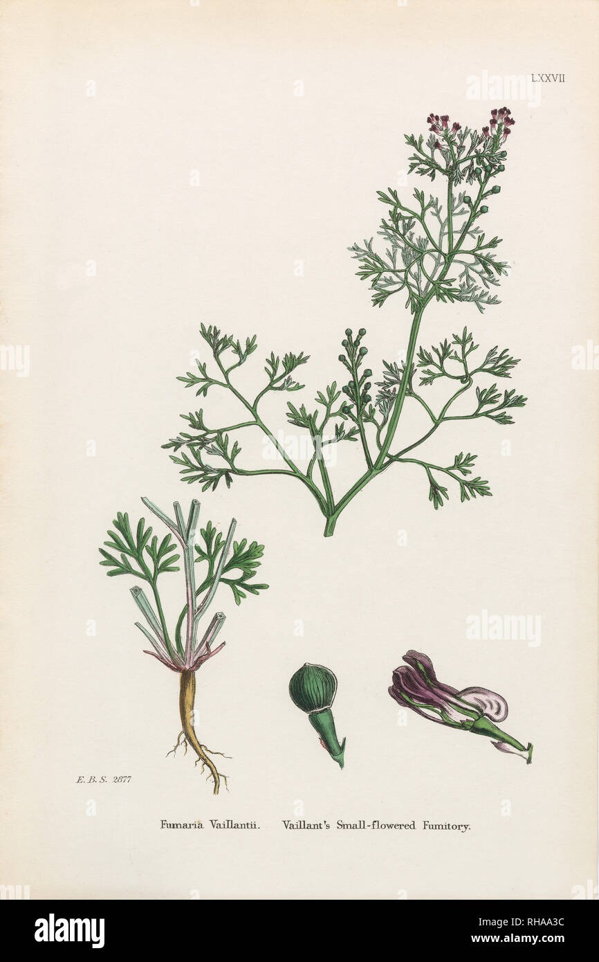 Antique Hand-Colored English Victorian Botanical Illustration, Circa ...