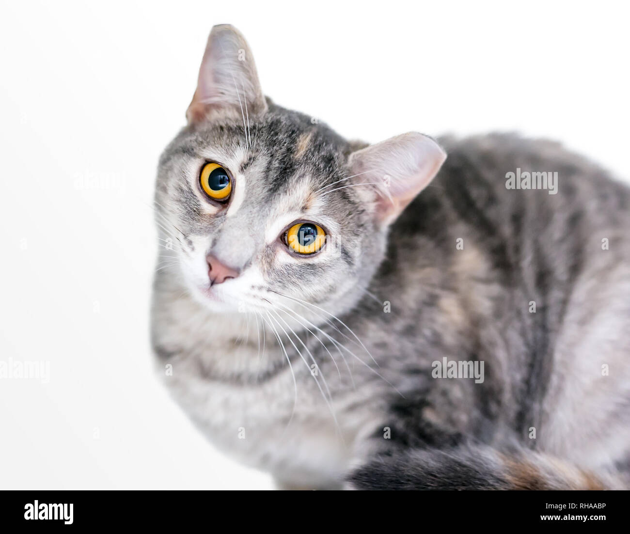 Tipped head hi-res stock photography and images - Alamy