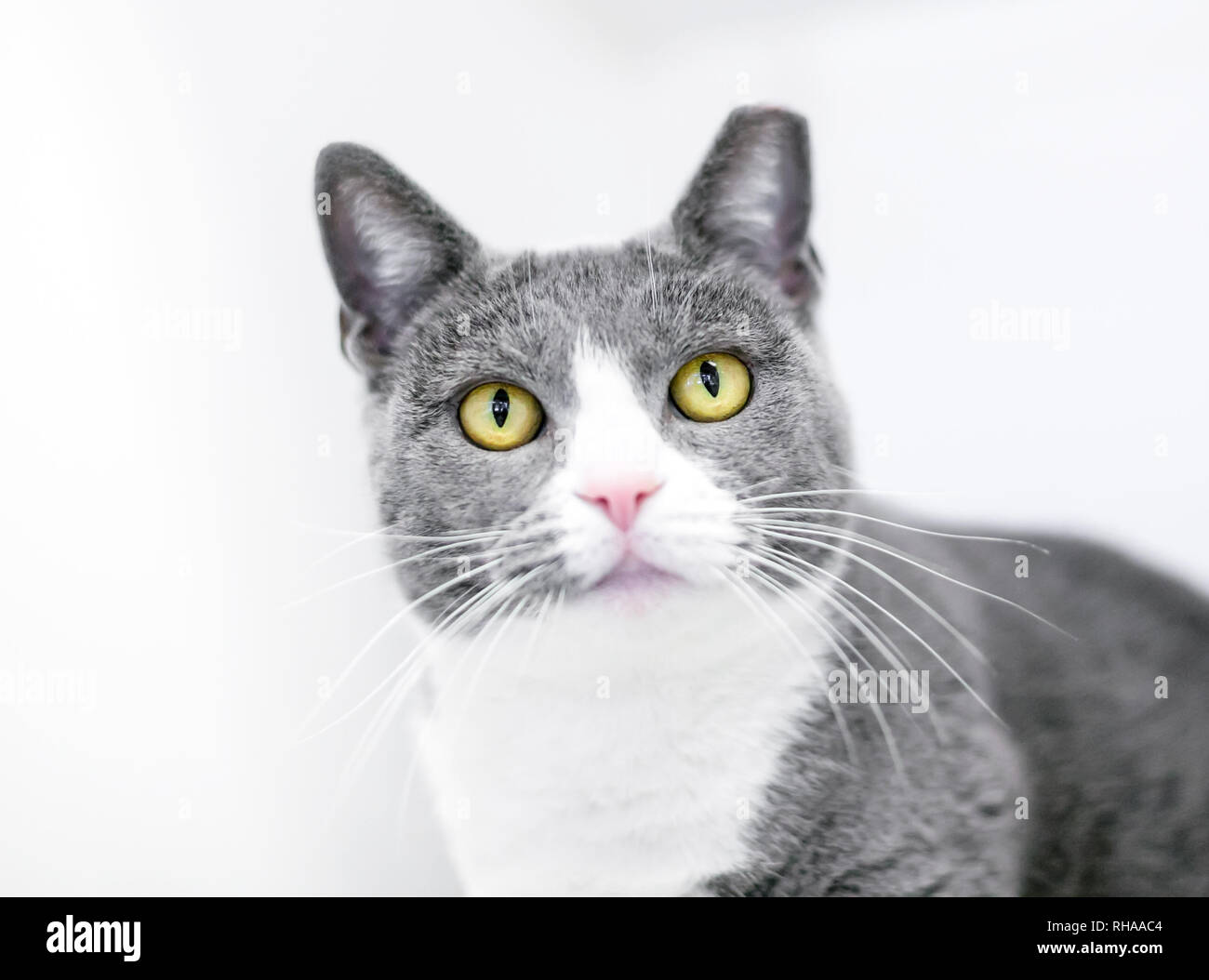 Feral cat, ear tip hi-res stock photography and images - Alamy