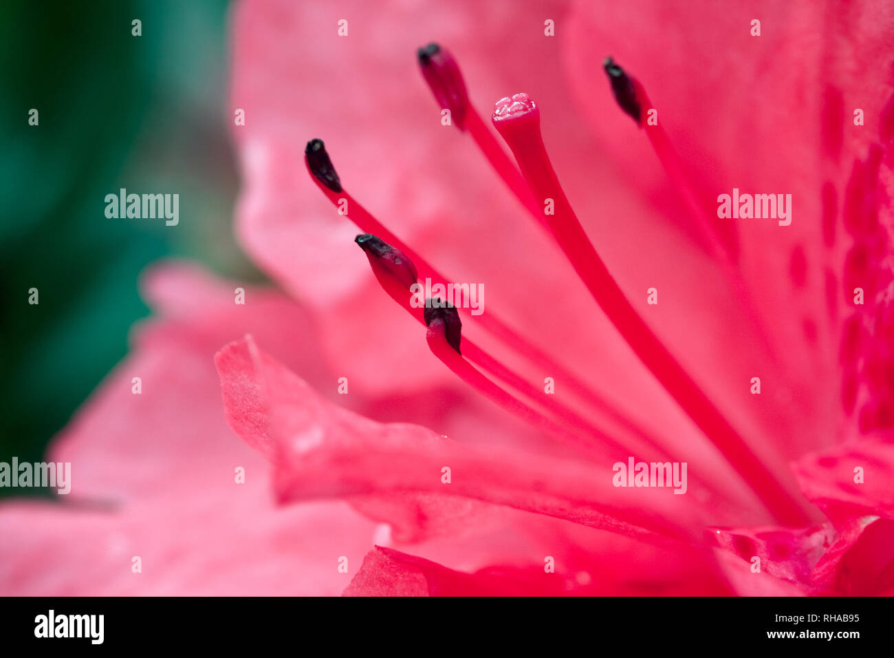 Azalea Stamen High Resolution Stock Photography and Images - Alamy