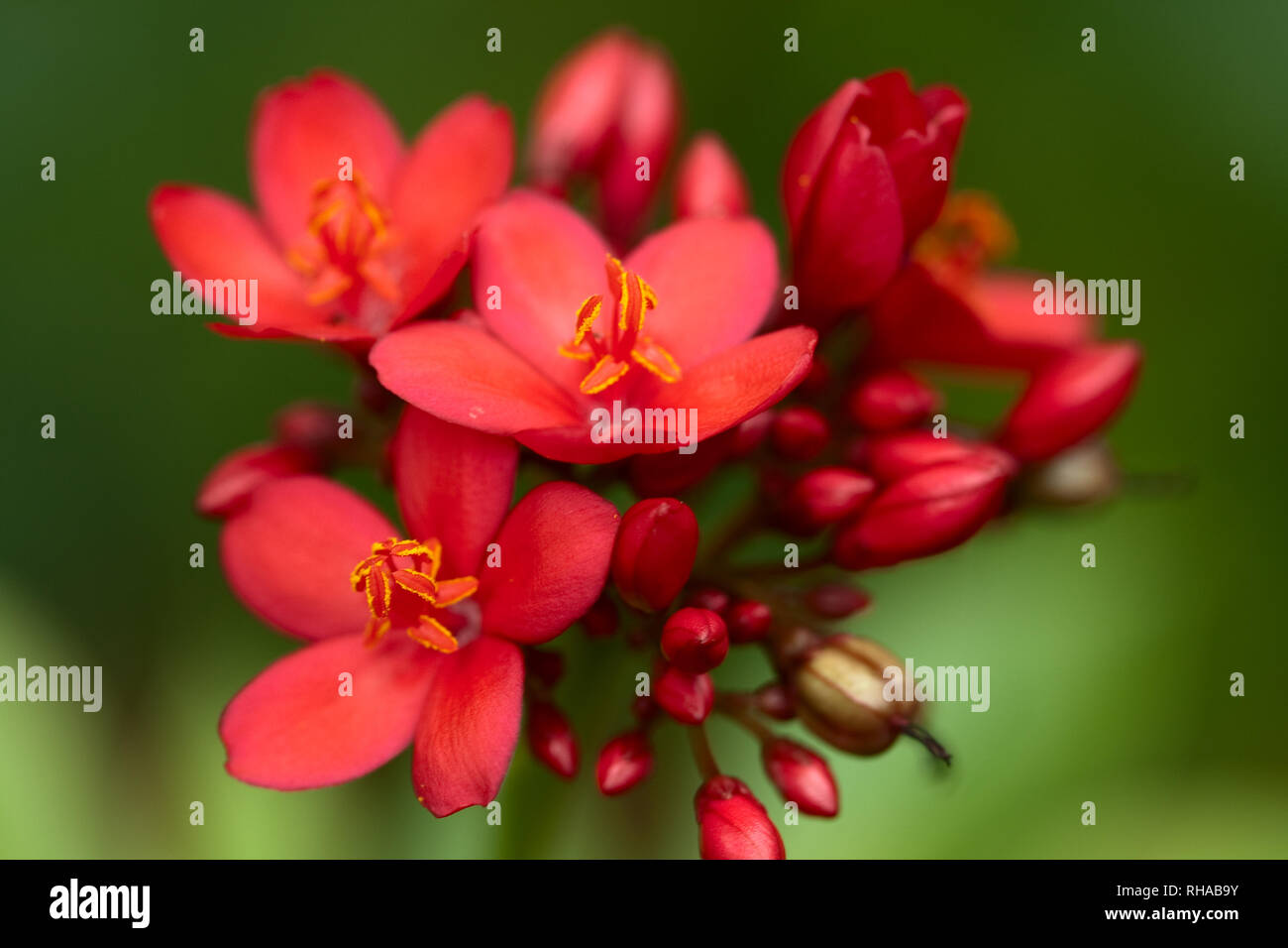 Jatropha integerrima hi-res stock photography and images - Alamy