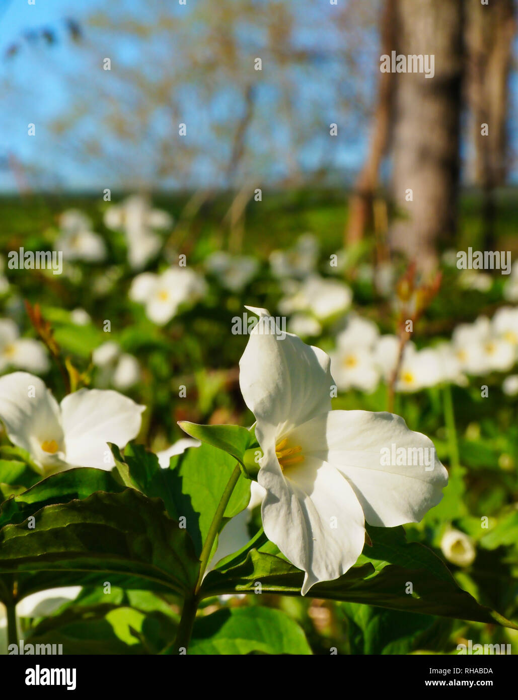 Trillium, Inspiration Point, Sleeping Bear Dunes National Lakeshore ...