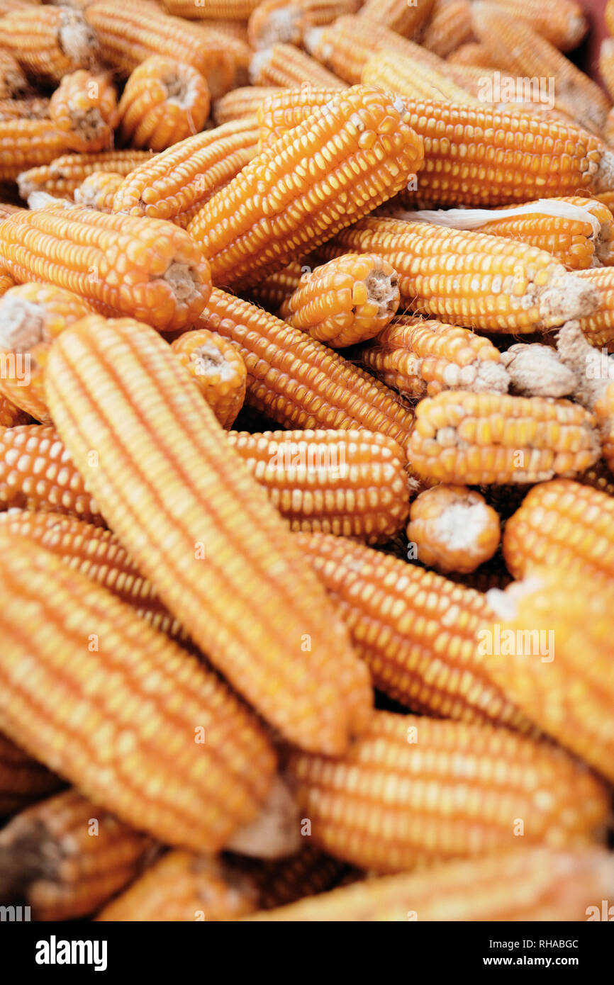 Maize Corn On Cob High Resolution Stock Photography and Images - Alamy