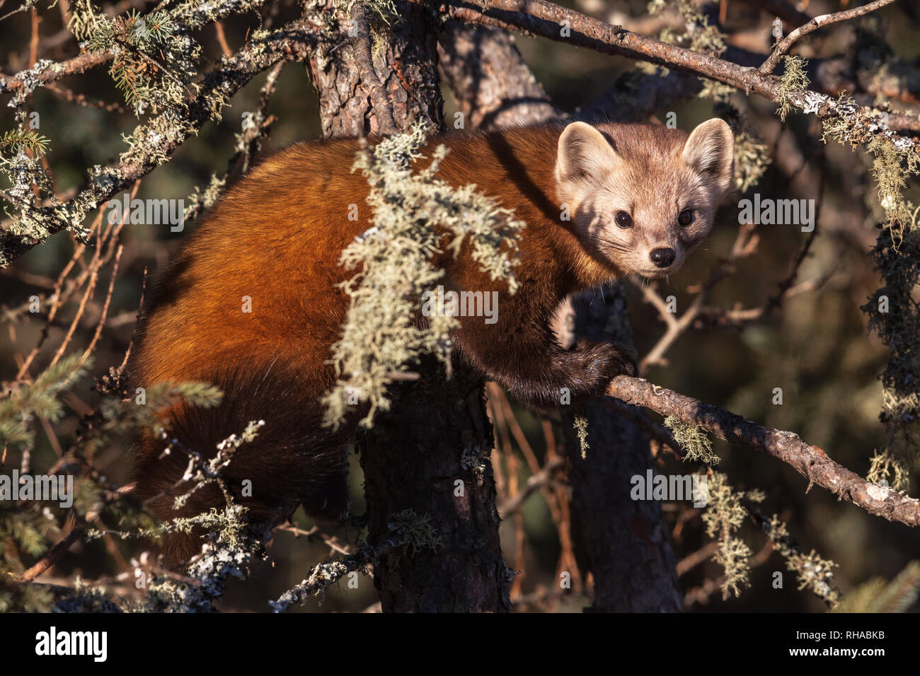 North american marten hi-res stock photography and images - Alamy