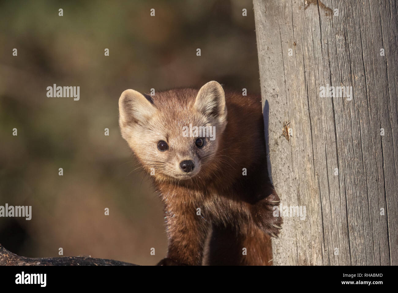 North American Marten High Resolution Stock Photography and Images - Alamy