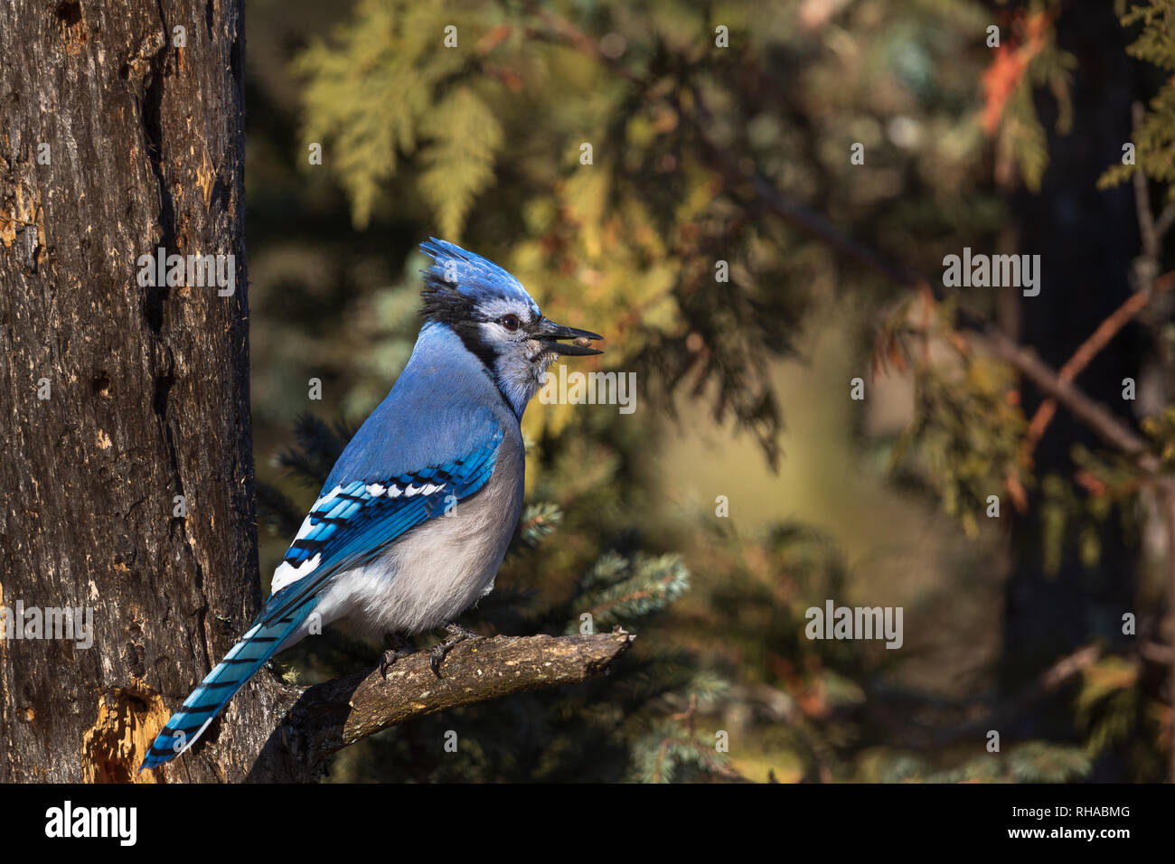 Blue Jay holding a sunflower seed Stock Photo - Alamy