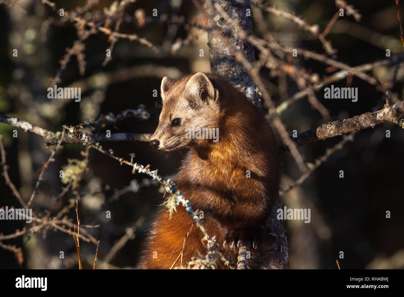 Funny marten hi-res stock photography and images - Alamy