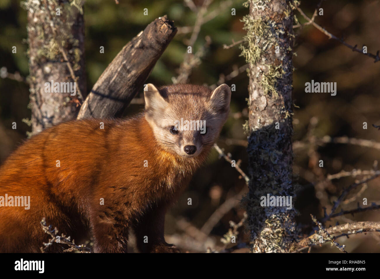 American pine marten hi-res stock photography and images - Alamy