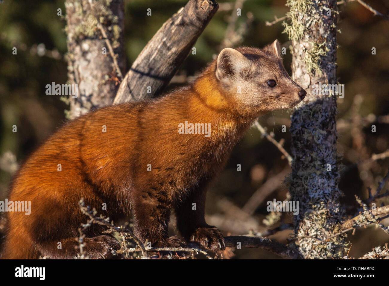 American marten hi-res stock photography and images - Alamy