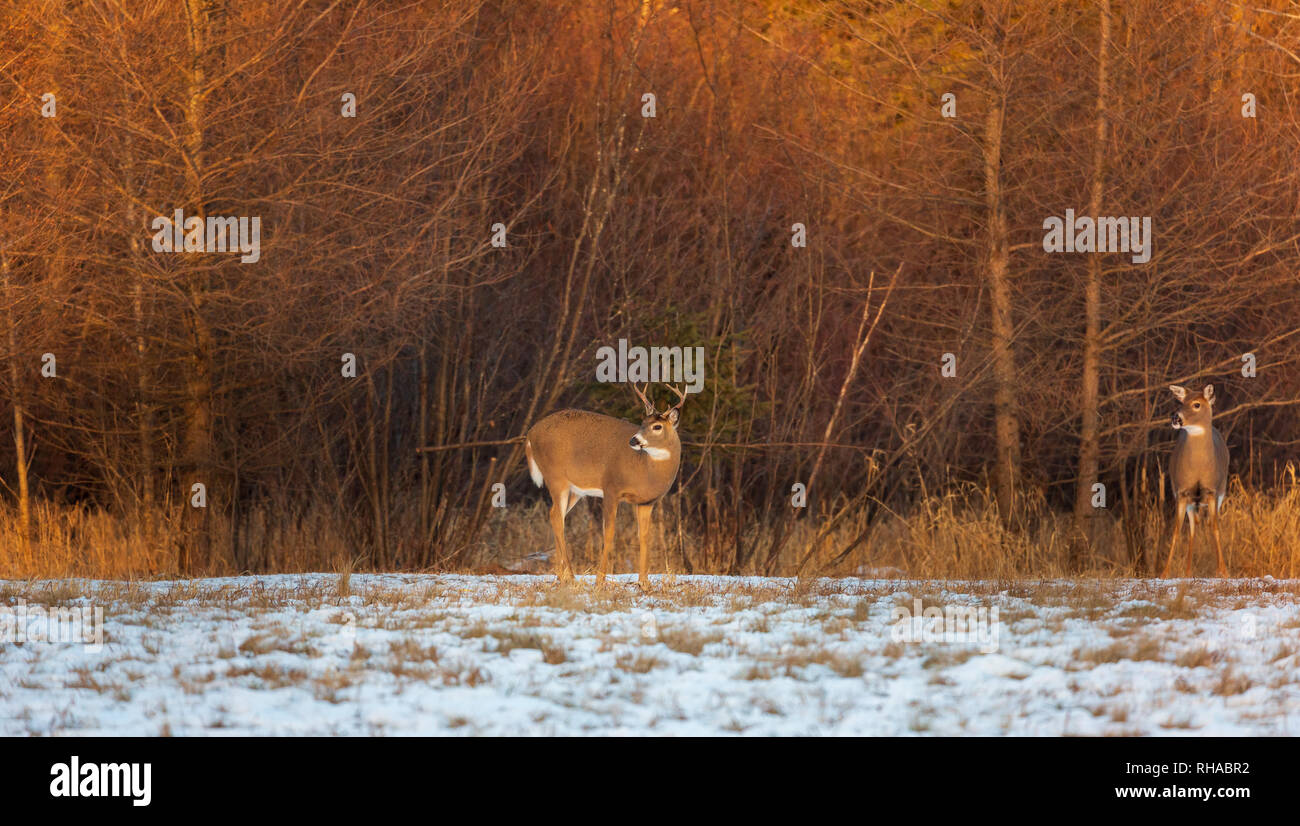 White-tailed buck and doe in a winter field Stock Photo - Alamy