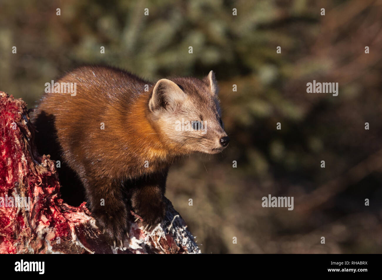 American marten hi-res stock photography and images - Alamy