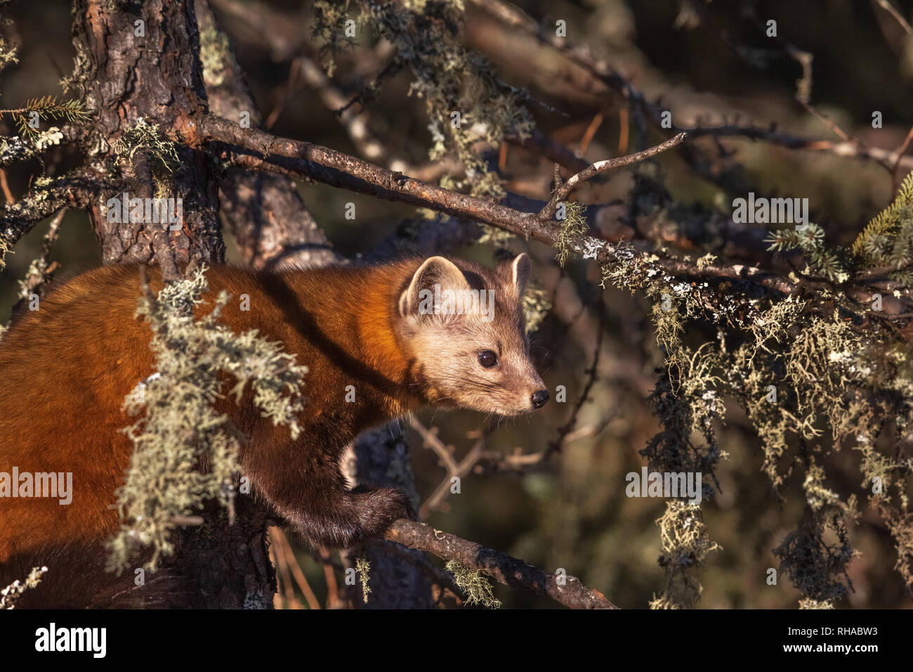 American marten hi-res stock photography and images - Alamy