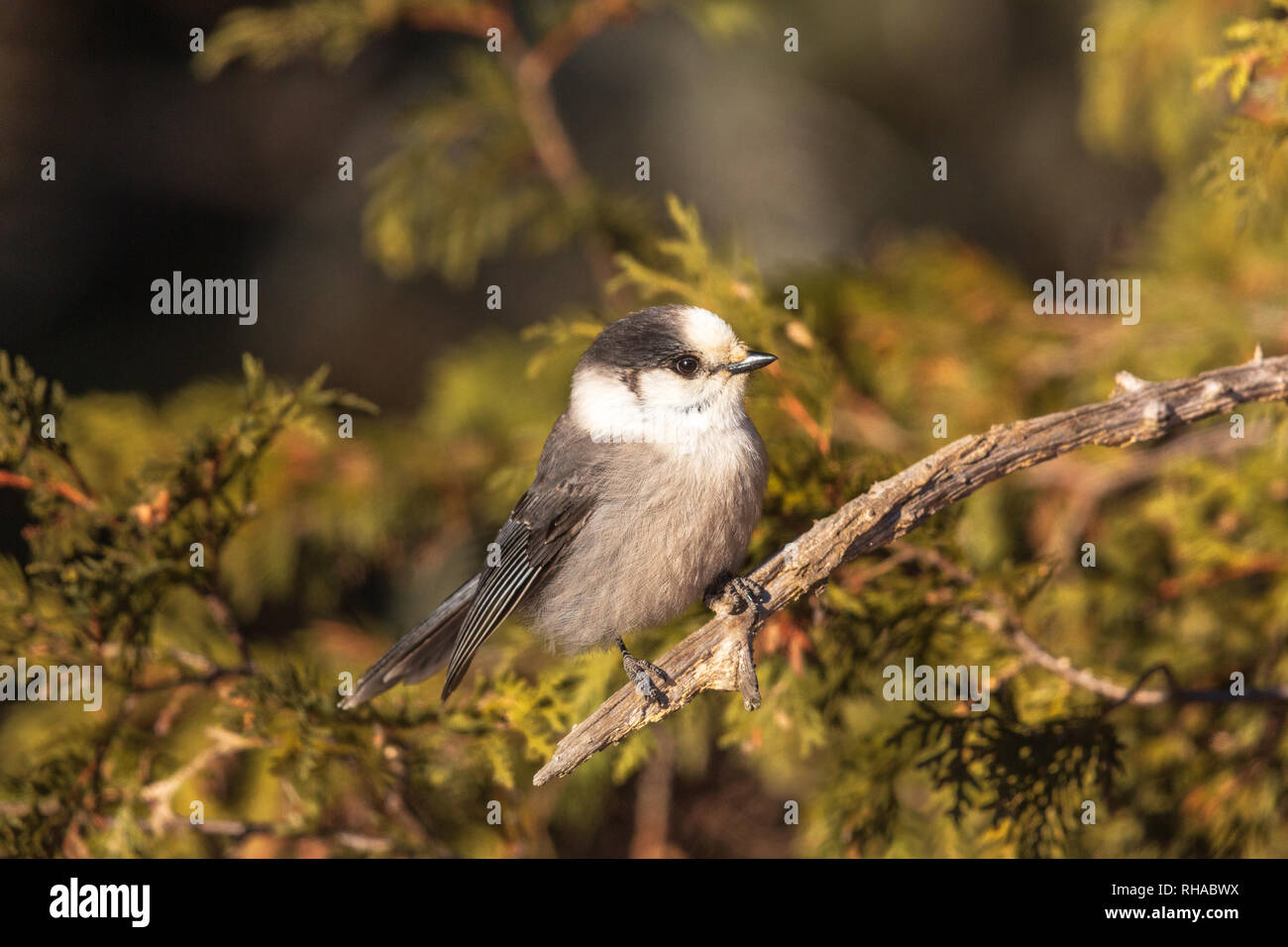 Lumberjack canada hi-res stock photography and images - Alamy