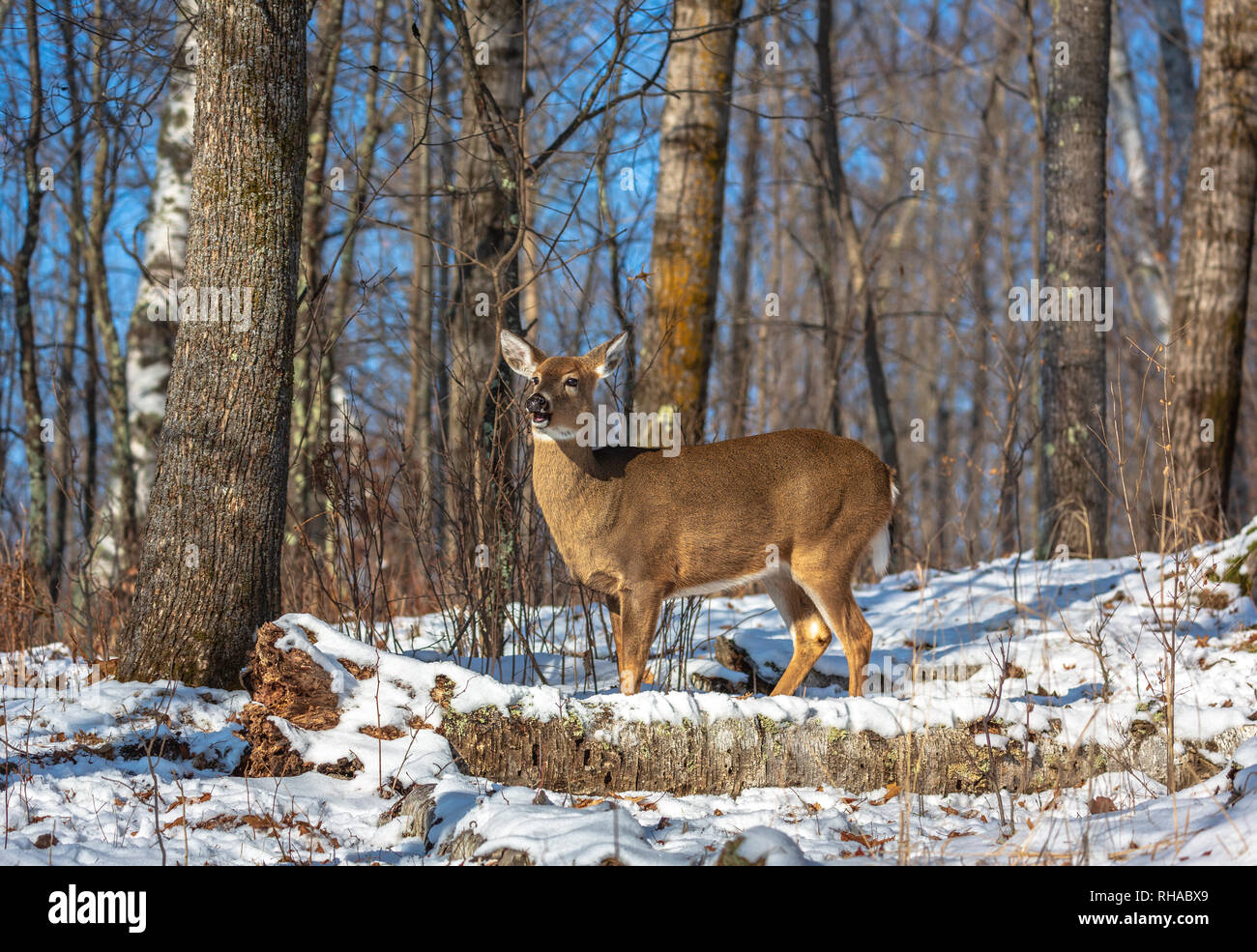 Four doe hi-res stock photography and images - Alamy