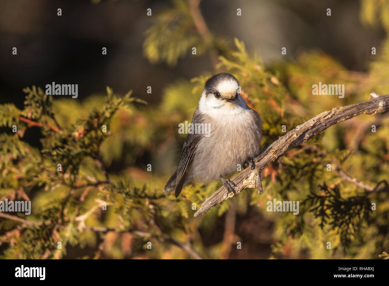 Gray jay usa hi-res stock photography and images - Alamy