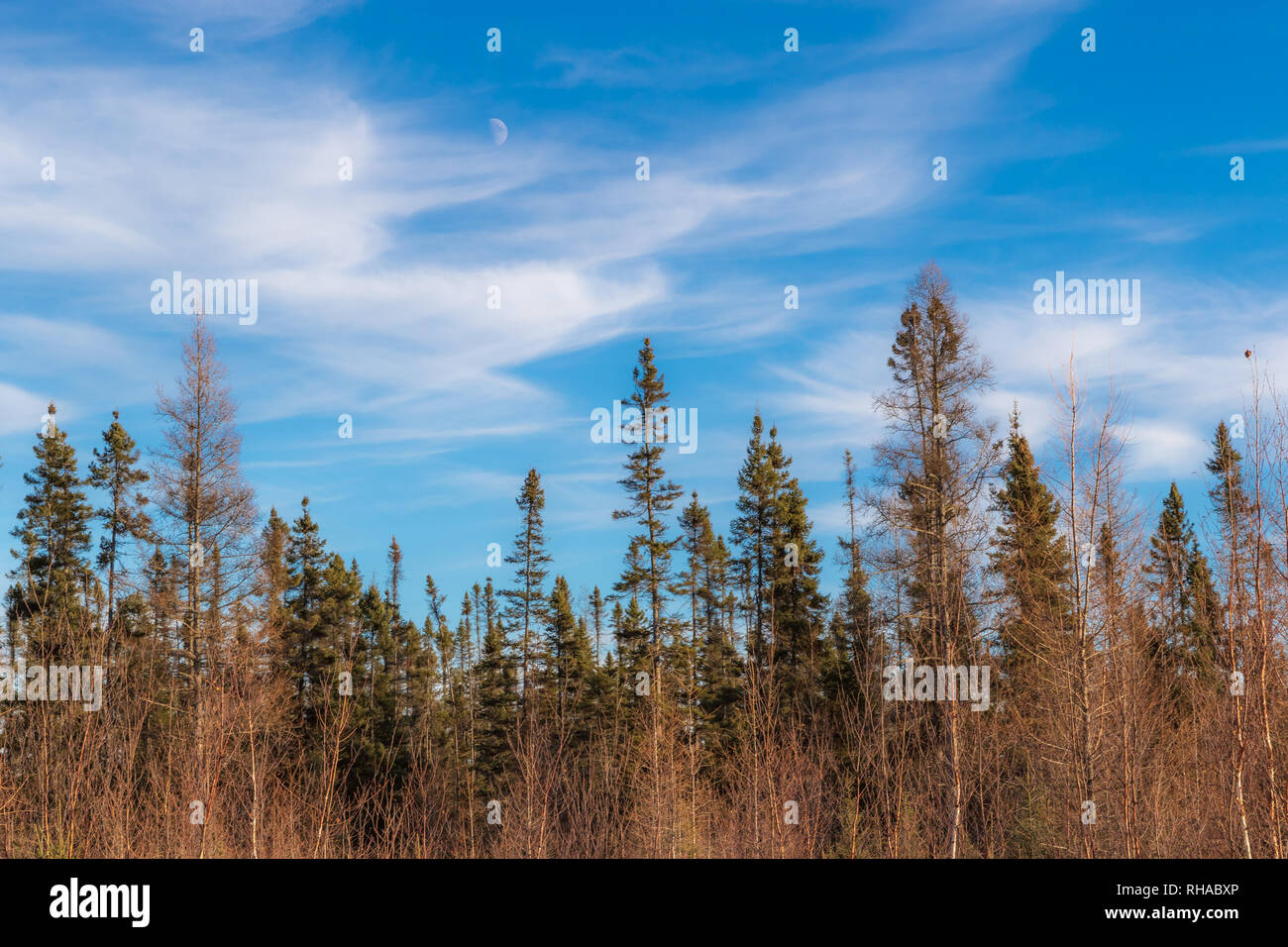 Zim hi-res stock photography and images - Alamy