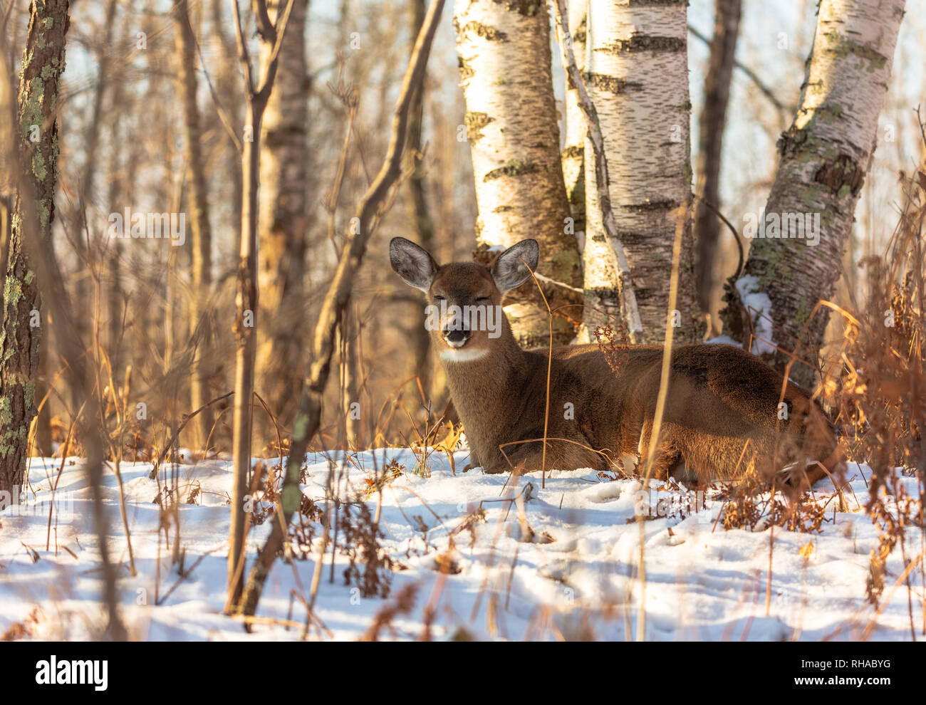 White-tailed doe bedded in a northern Wisconsin forest Stock Photo - Alamy