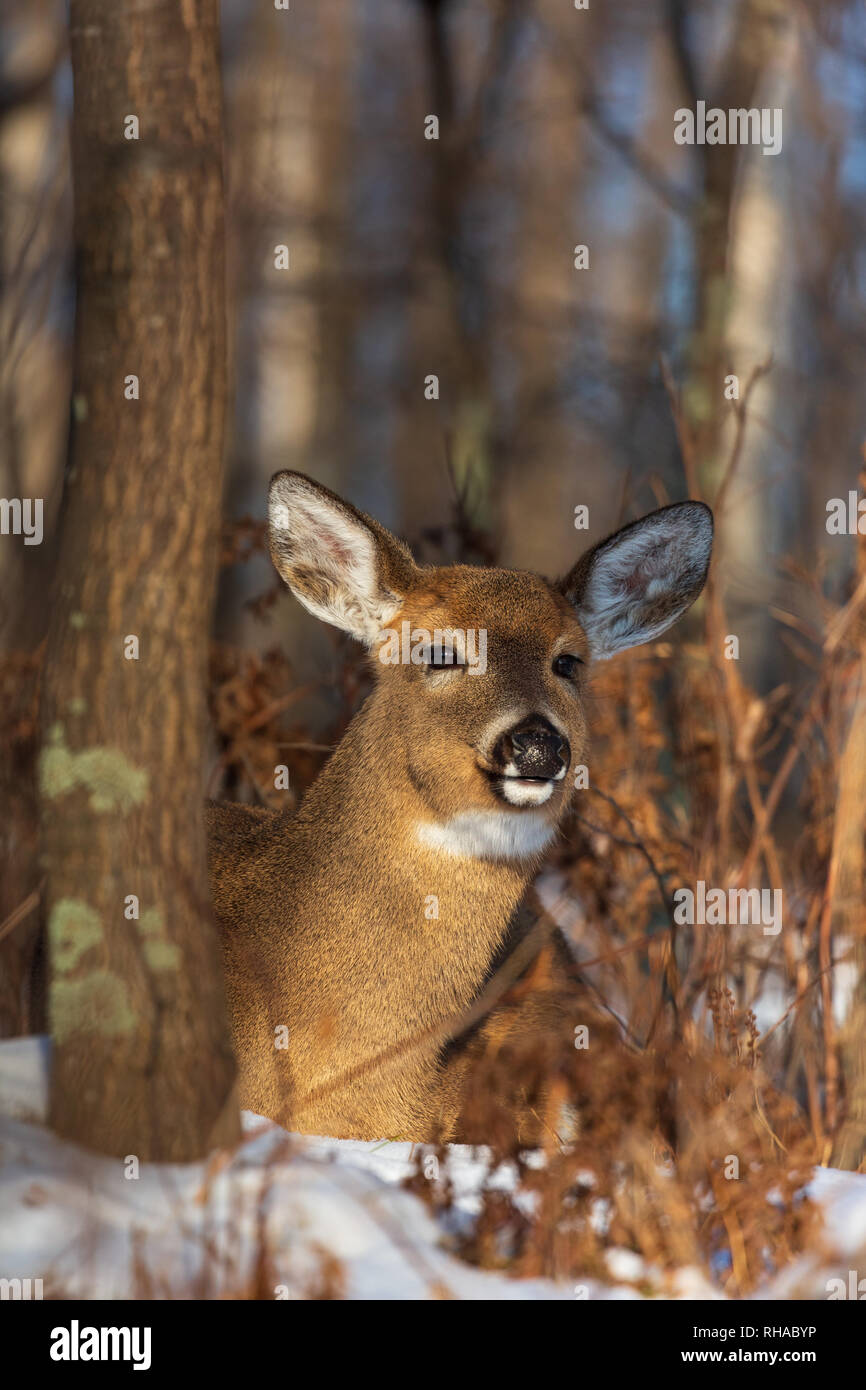Deer bedded down hi-res stock photography and images - Alamy