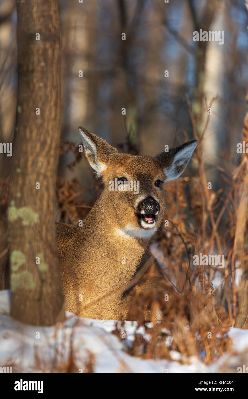 Deer bedded down hi-res stock photography and images - Alamy