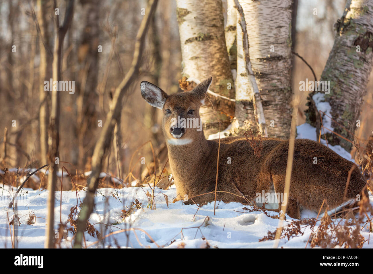 White-tailed doe bedded in a northern Wisconsin forest Stock Photo - Alamy