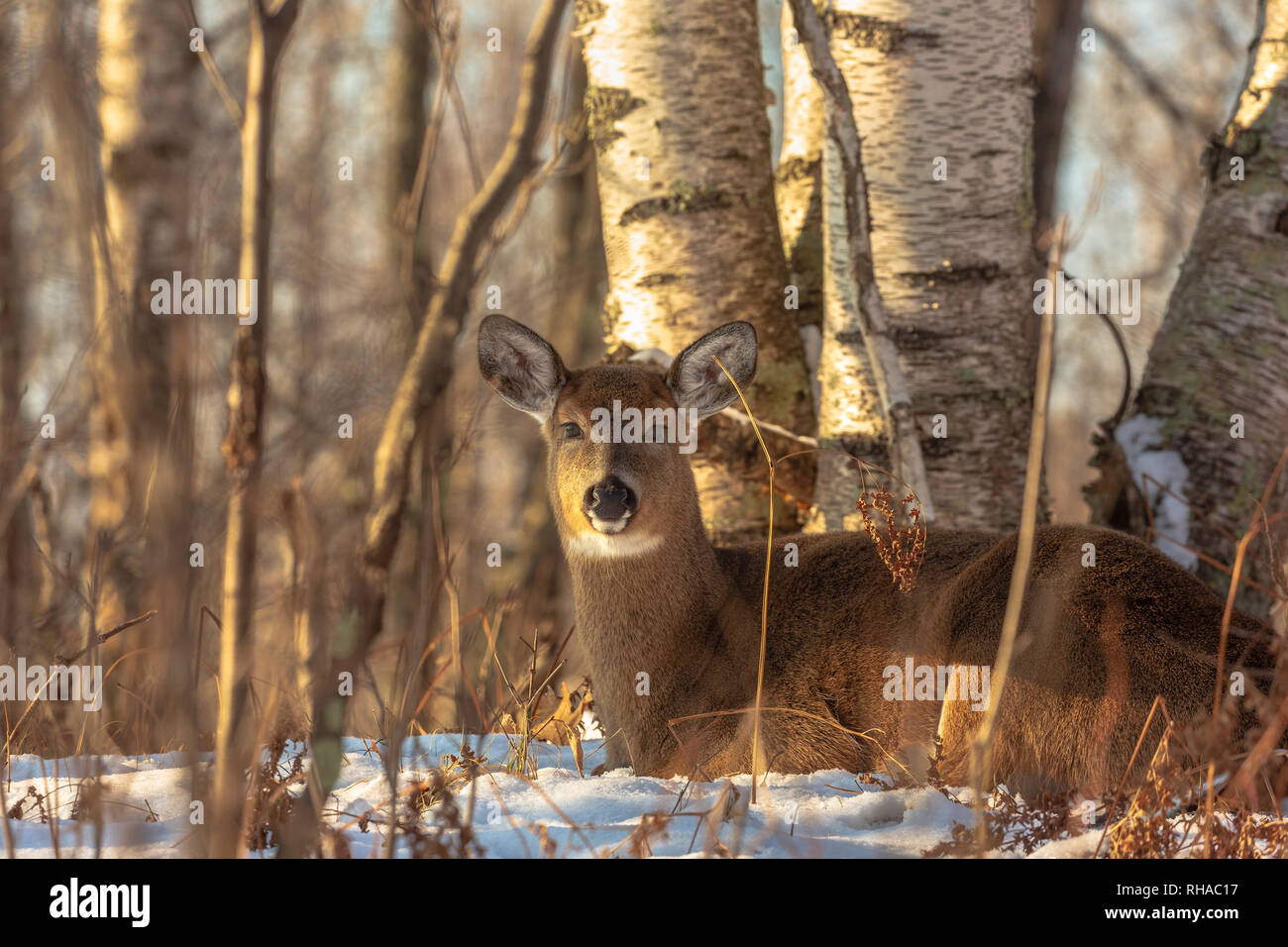 White-tailed doe bedded in a northern Wisconsin forest Stock Photo - Alamy