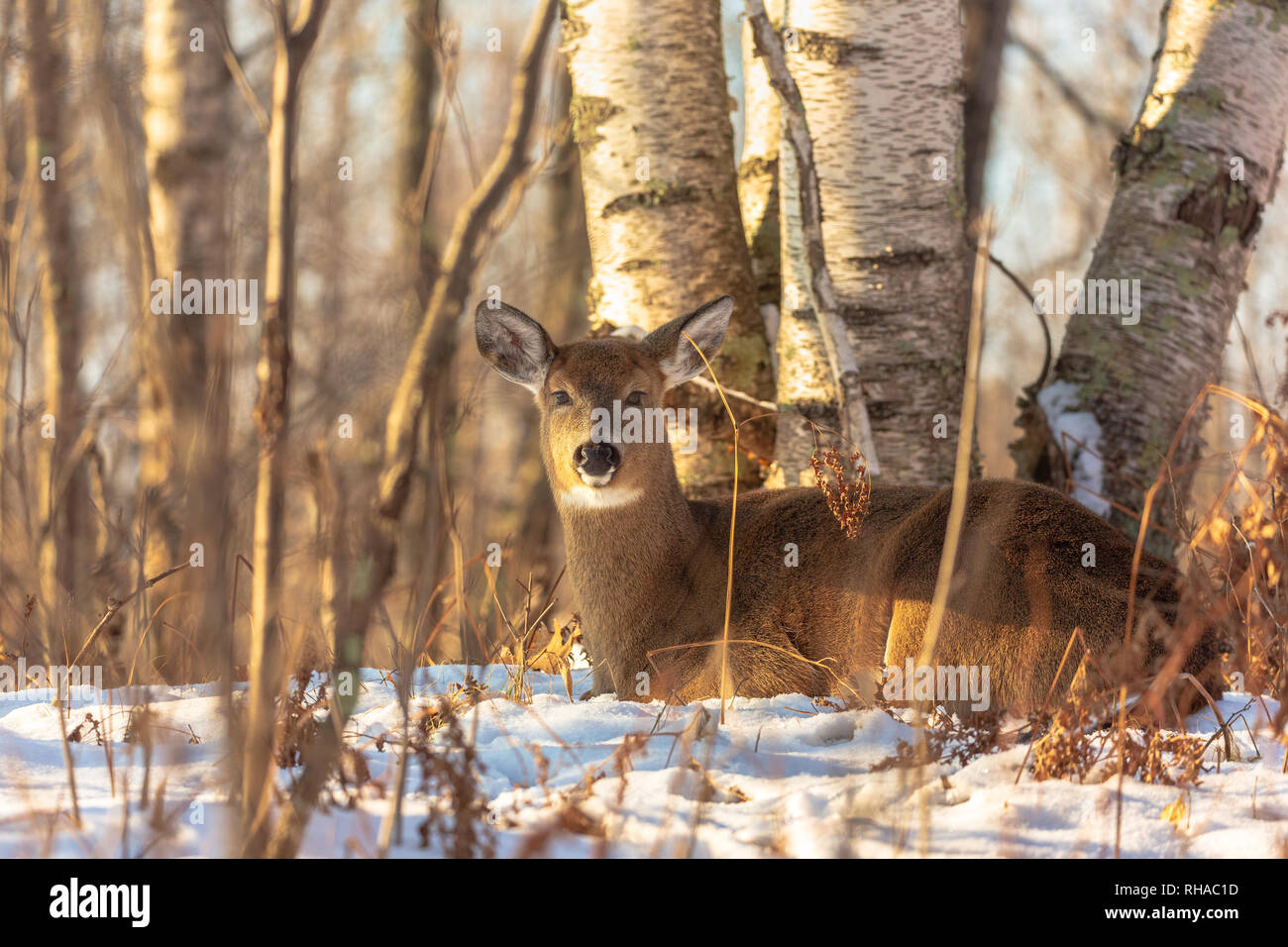 White-tailed doe bedded in a northern Wisconsin forest Stock Photo - Alamy