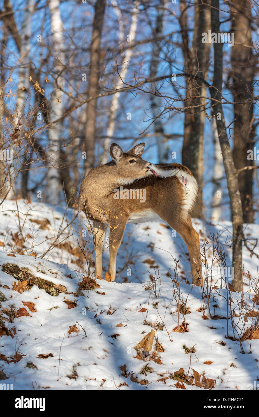 White-tailed fawn grooming her tail Stock Photo - Alamy