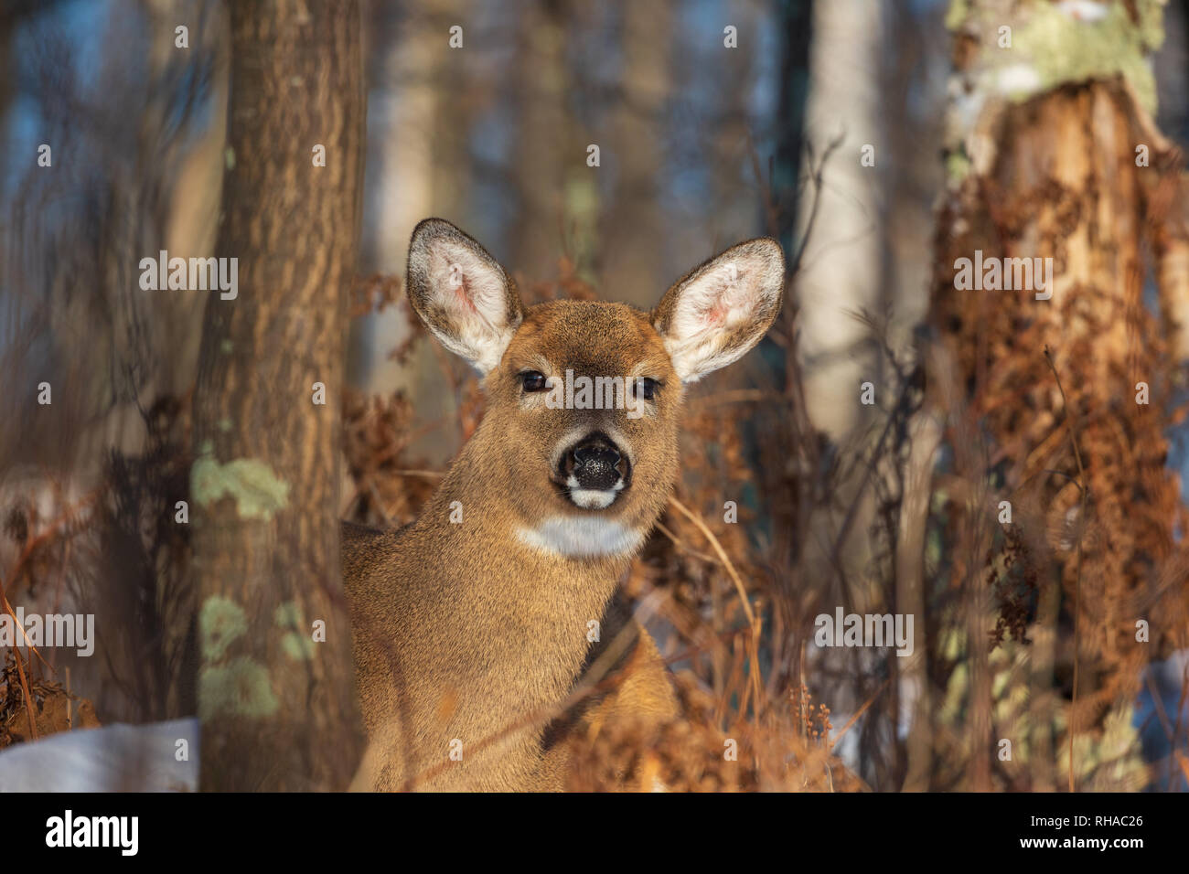 White-tailed doe bedded in a northern Wisconsin forest Stock Photo - Alamy