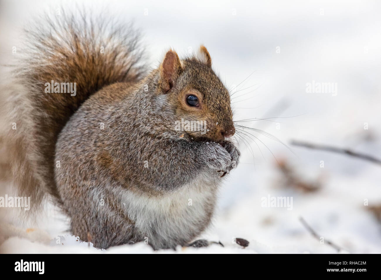 North american ground squirrel hi-res stock photography and images - Alamy