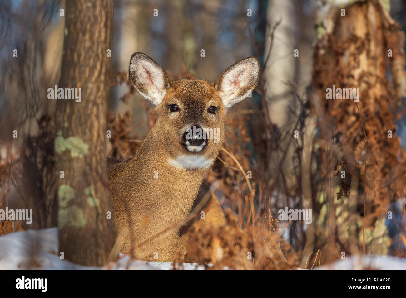 White-tailed doe bedded in a northern Wisconsin forest Stock Photo - Alamy