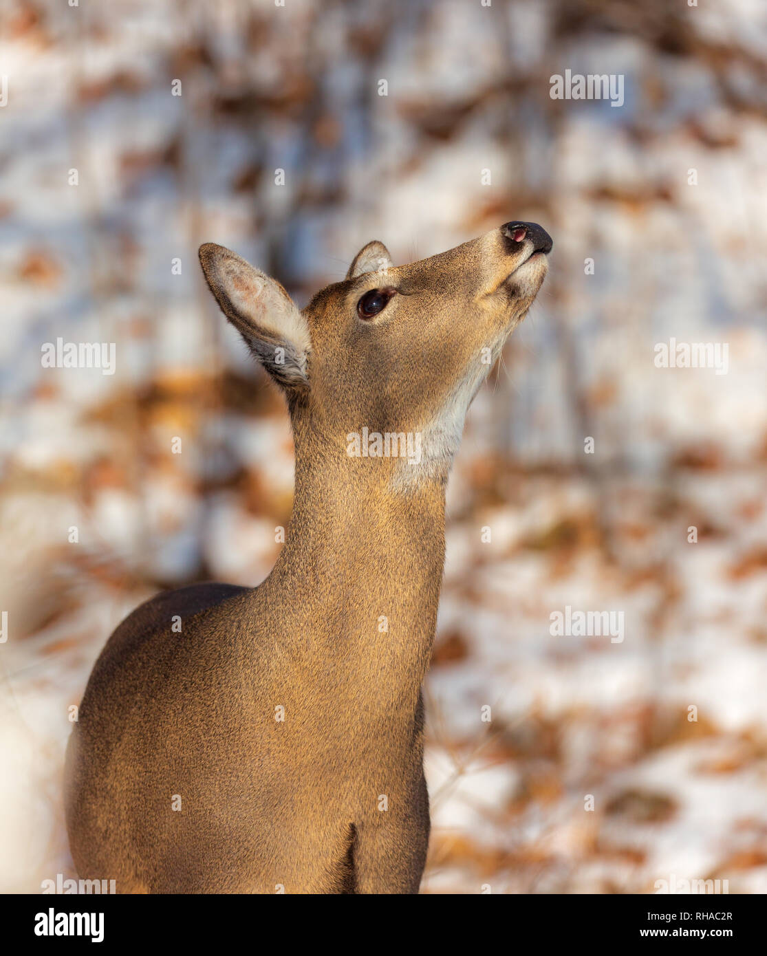 White-tailed doe looking up at something in a tree Stock Photo - Alamy