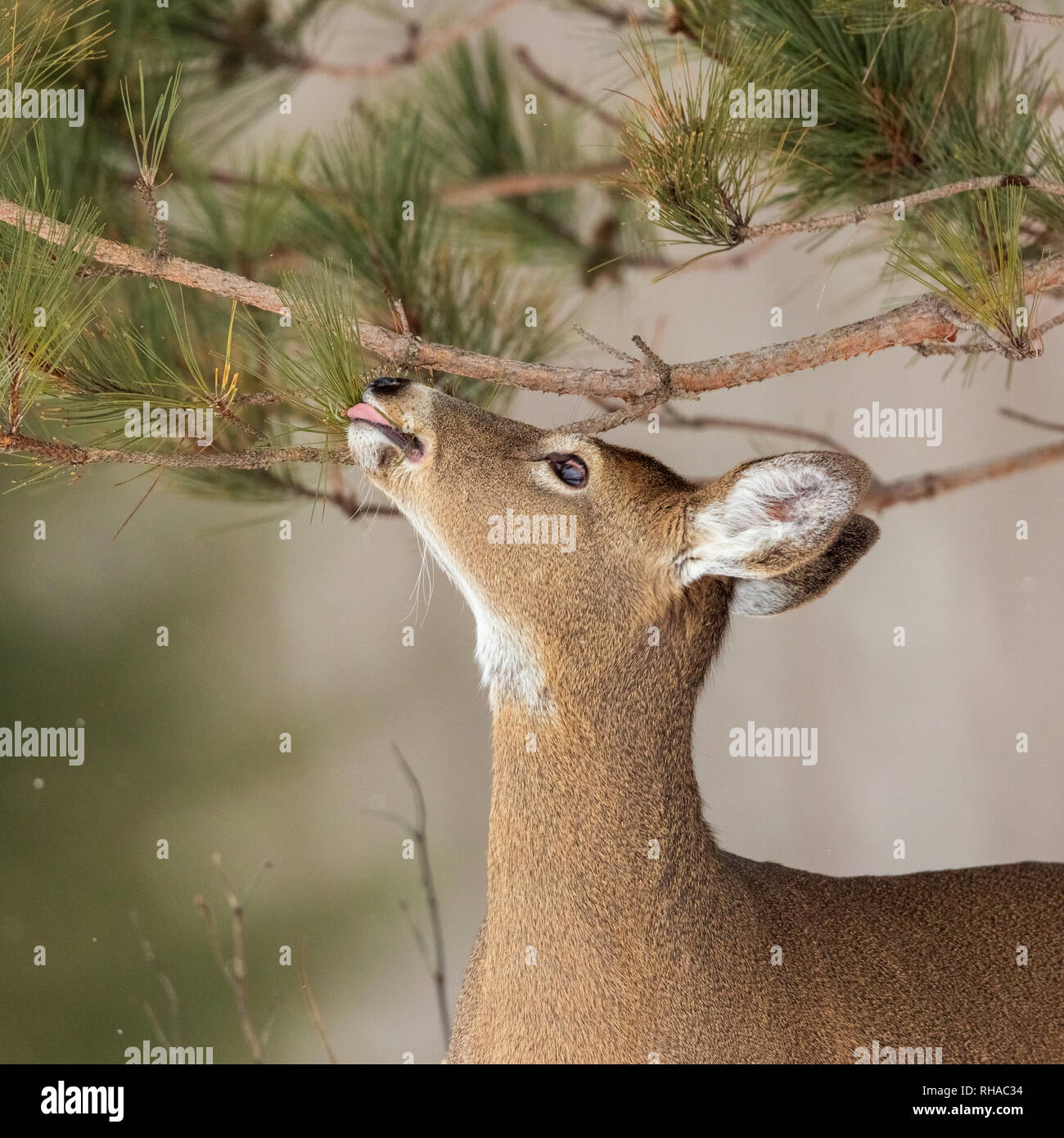 White-tailed doe eating red pine needles in northern Wisconsin Stock ...