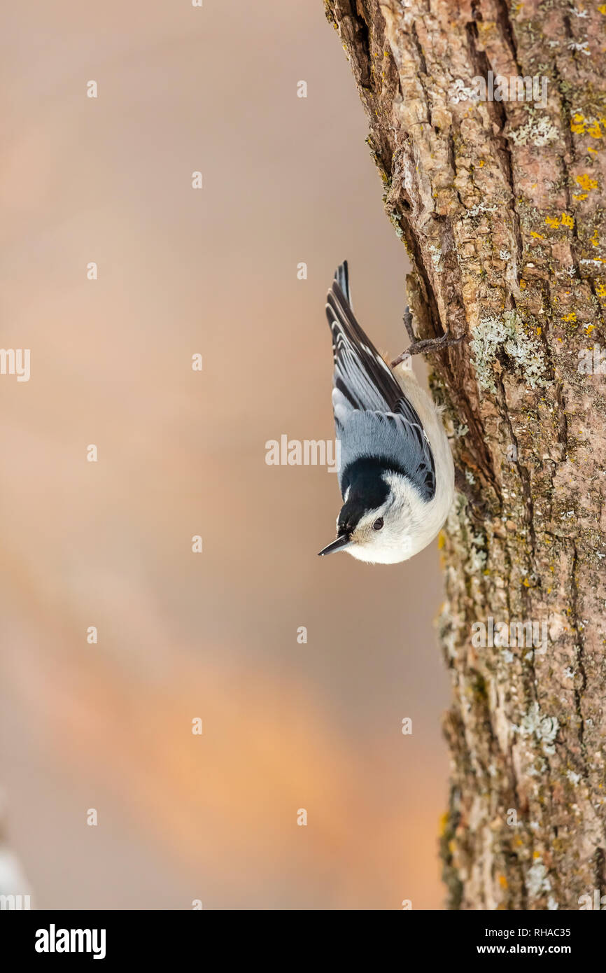 White-breasted nuthatch in northern Wisconsin Stock Photo - Alamy