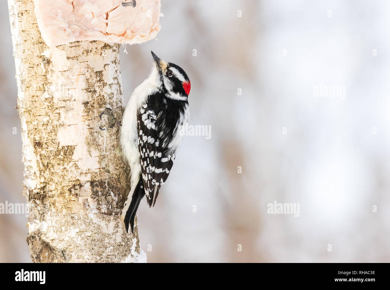Male downy woodpecker about to peck on some deer fat nailed to a ...