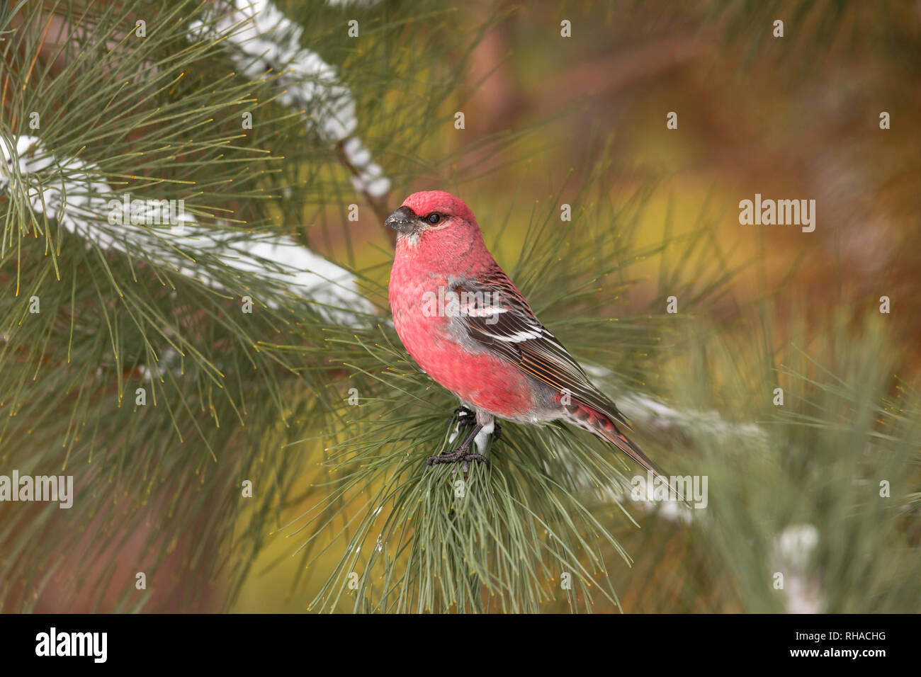 Male pine grosbeak in northern Wisconsin Stock Photo - Alamy