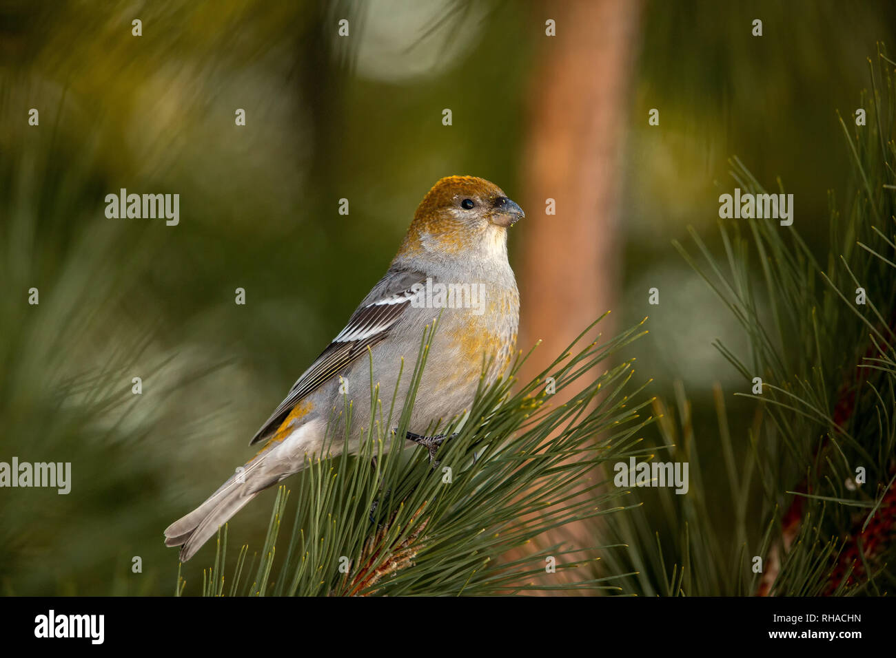 Beautiful female pine grosbeak hi-res stock photography and images - Alamy
