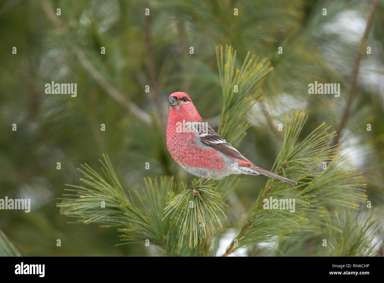 Male pine grosbeak in northern Wisconsin Stock Photo - Alamy