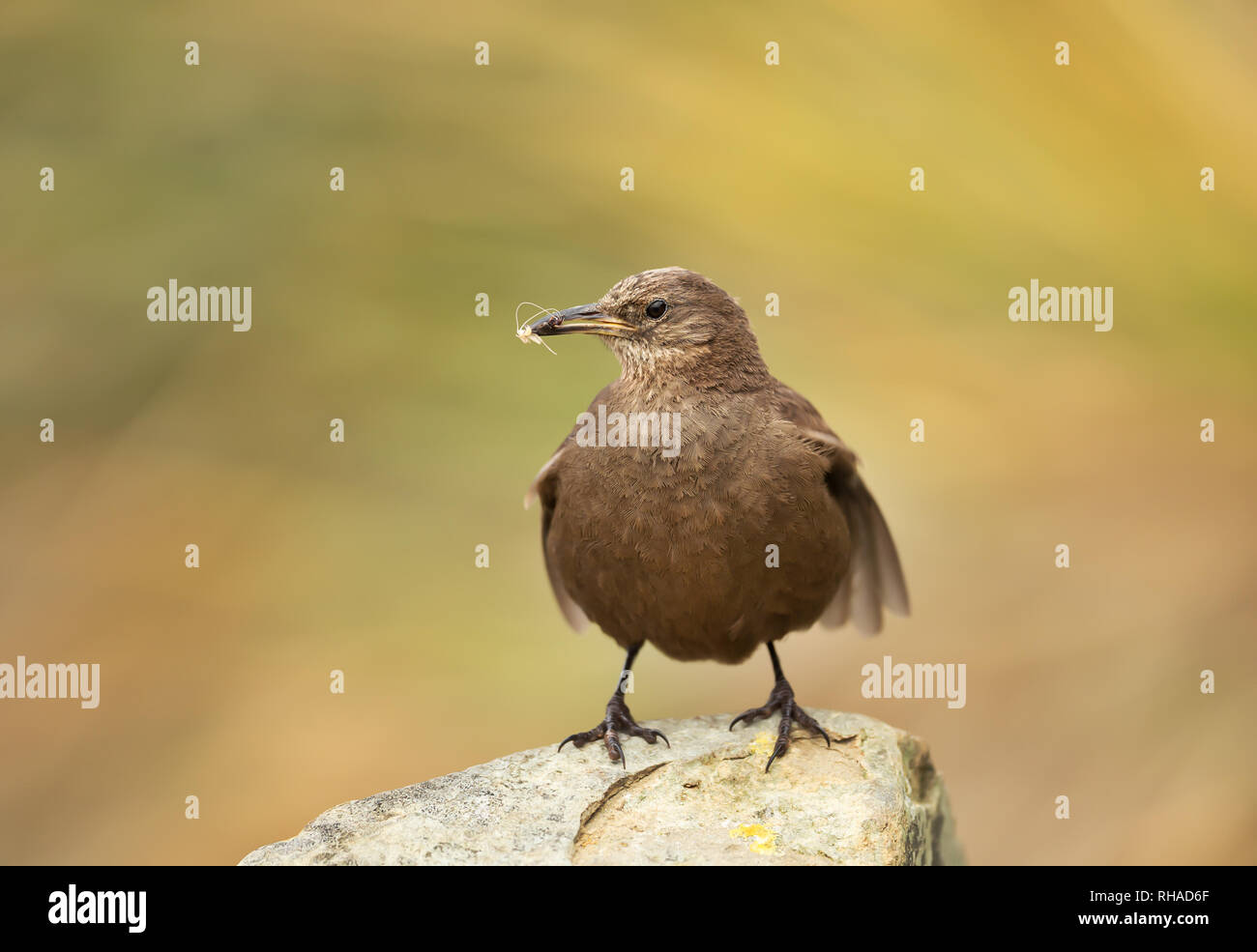Close-up of Tussock-bird known as Blackish cinclodes perching on a rock on a coastal area of ...