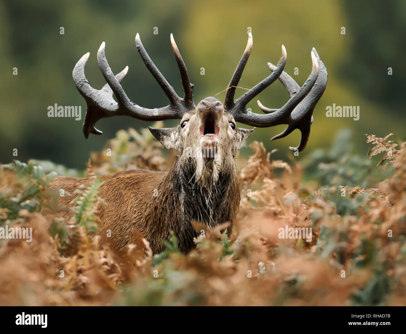 Deer roaring hi-res stock photography and images - Alamy