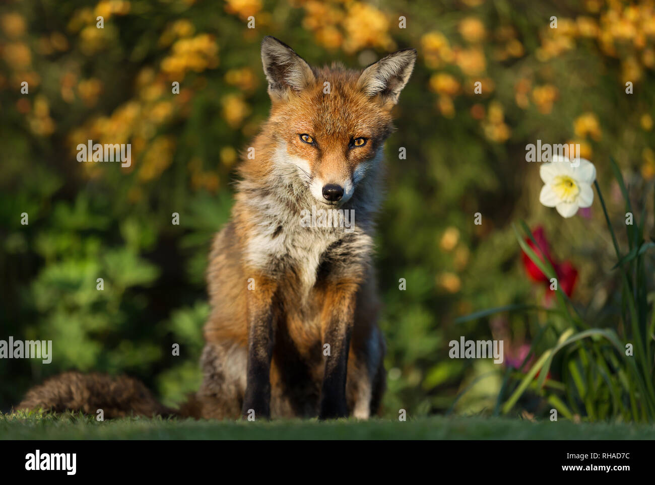 Close up of a Red fox standing in the garden with flowers, spring in UK ...
