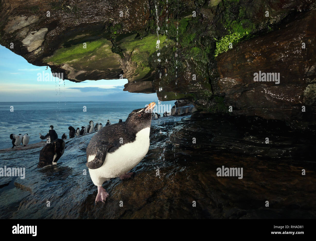 Close up of a Southern rockhopper penguin taking shower under a stream ...