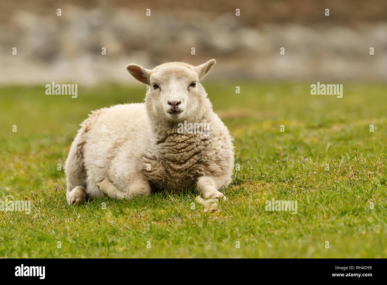 Shetland sheep lamb animal british hi-res stock photography and images ...