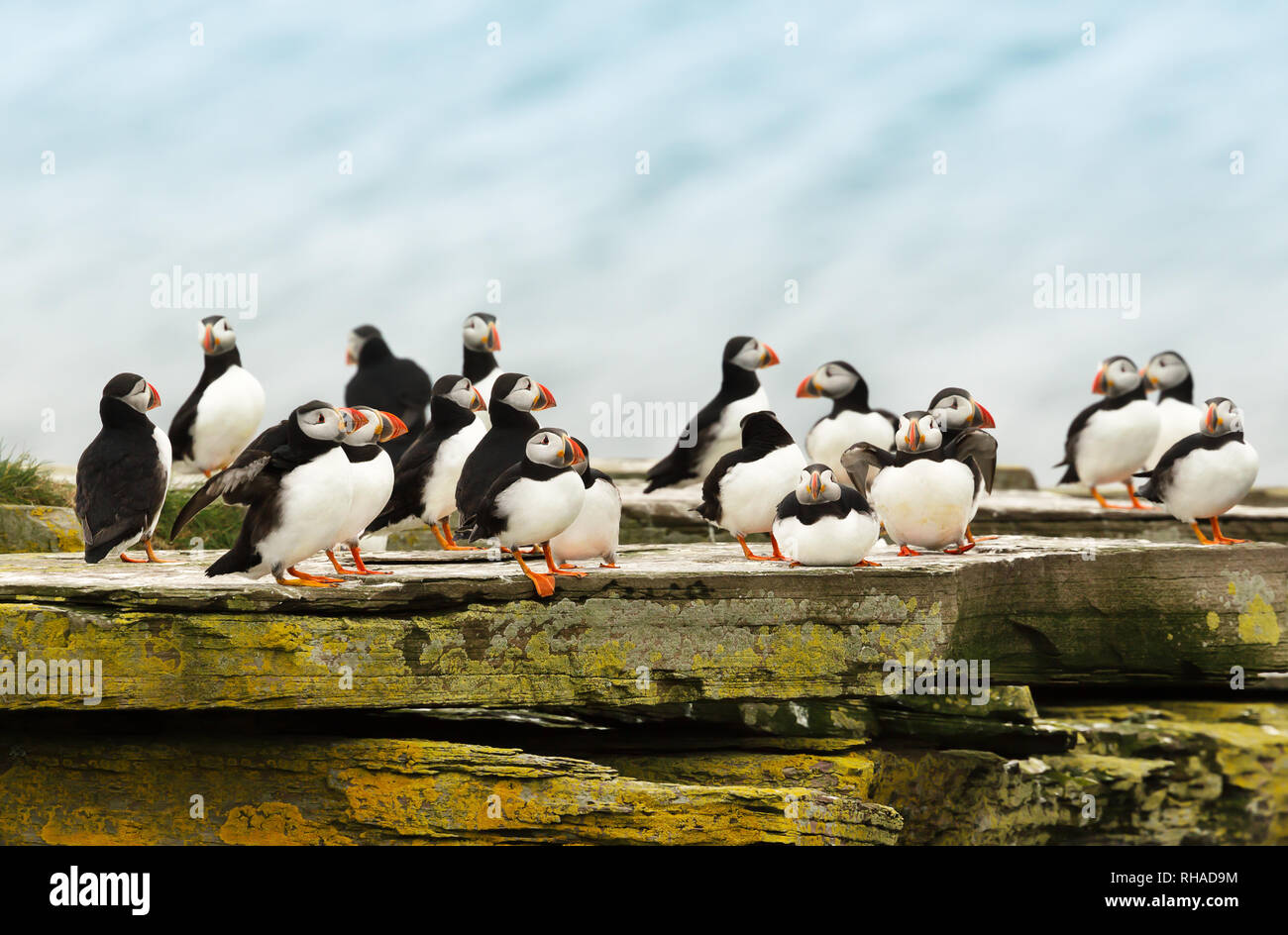 Puffins on rocks, shetland hi-res stock photography and images - Alamy