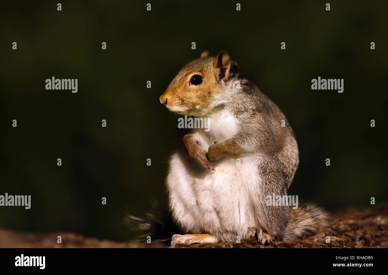 Eurasian gray squirrel hi-res stock photography and images - Alamy