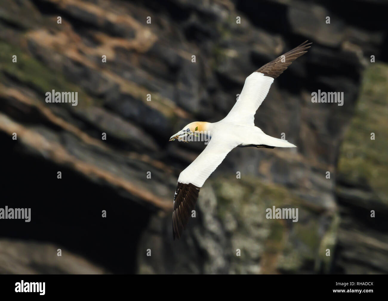 Northern gannet (Morus bassana) in flight on the rocky coast of Noss ...