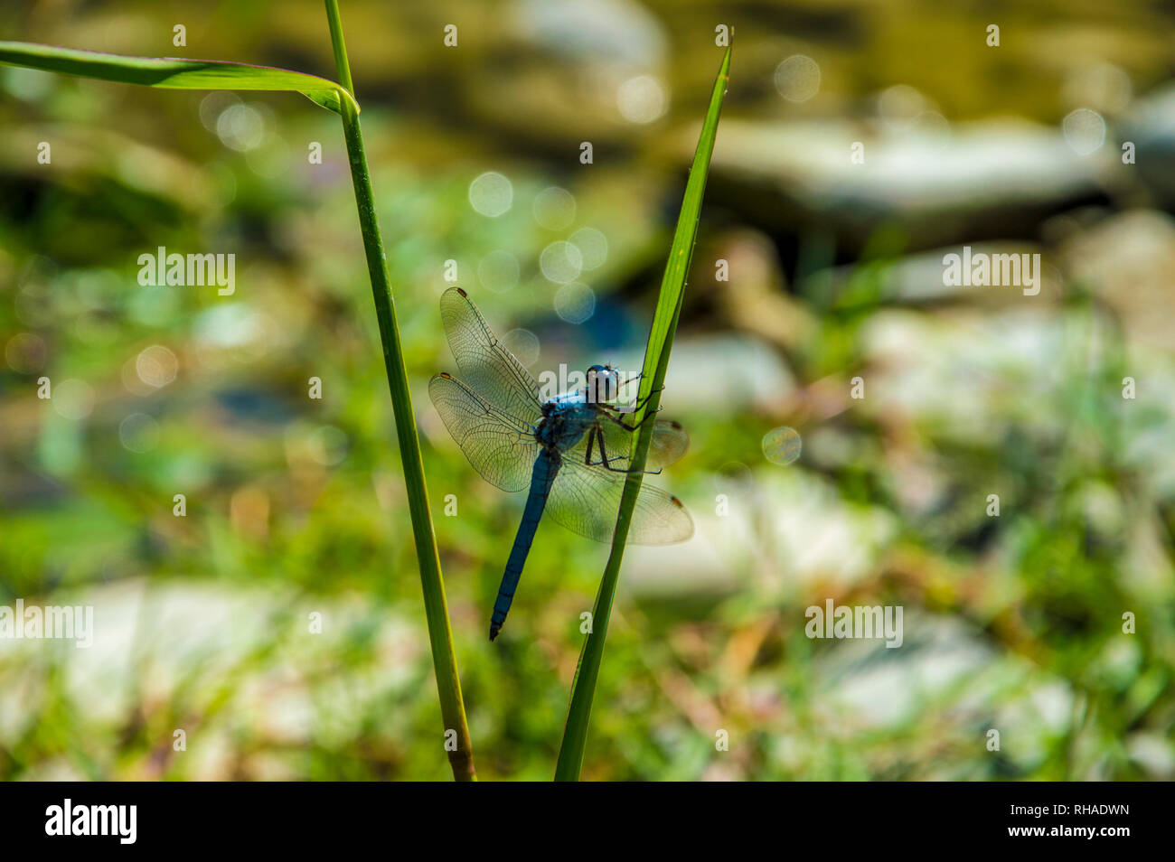 Flying blue bug hi-res stock photography and images - Alamy