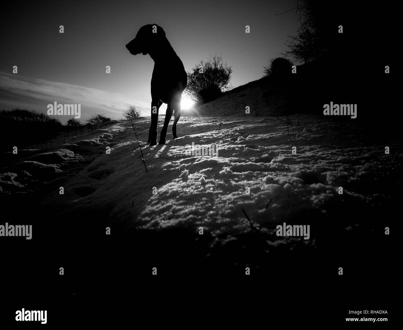 Silhouette dog gun hi-res stock photography and images - Alamy